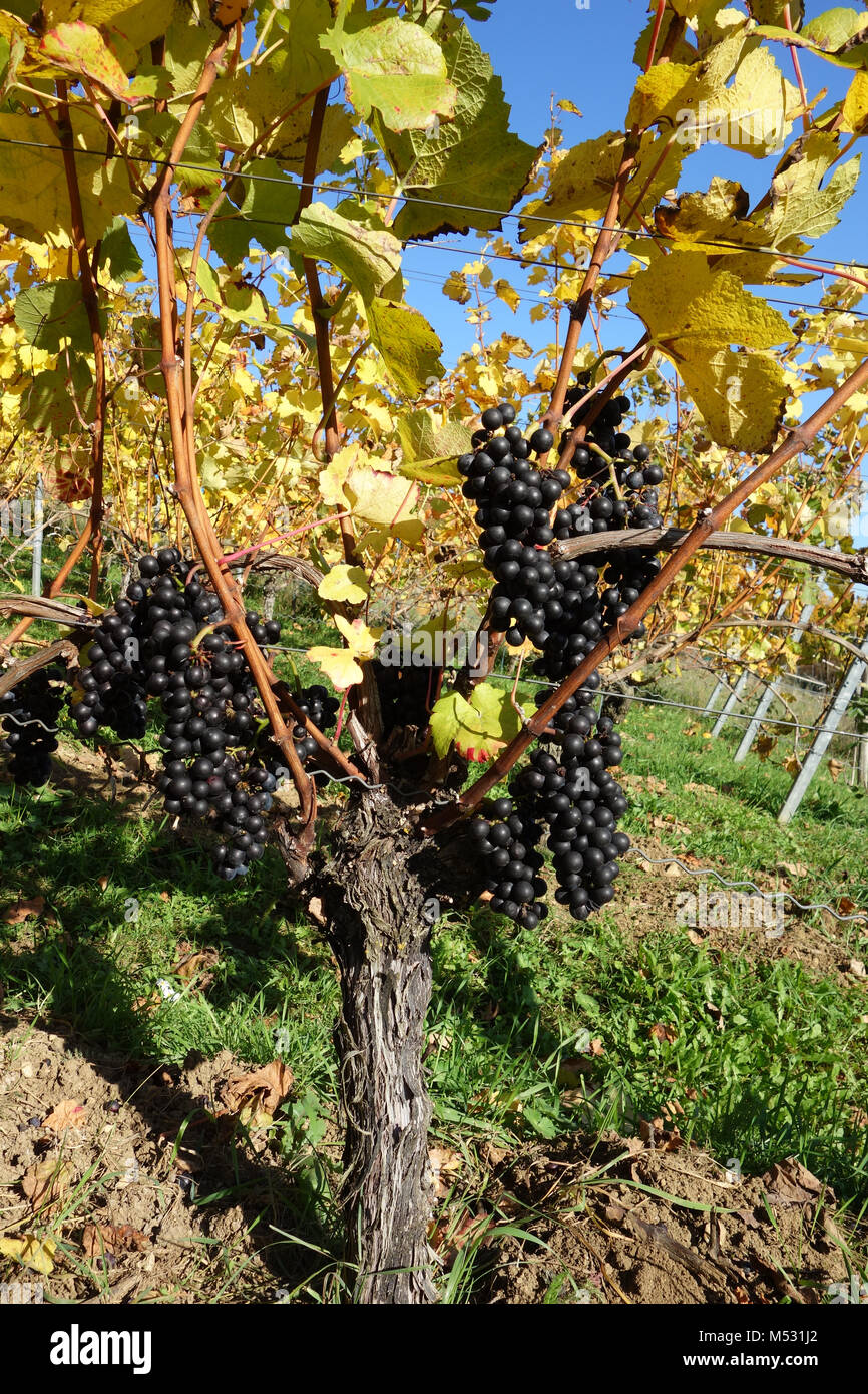 Merlot vineyard hi-res stock photography and images - Alamy