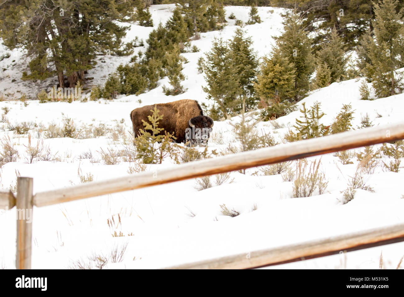 Snow covered face of bison feeding in field in Lamar Valley of ...