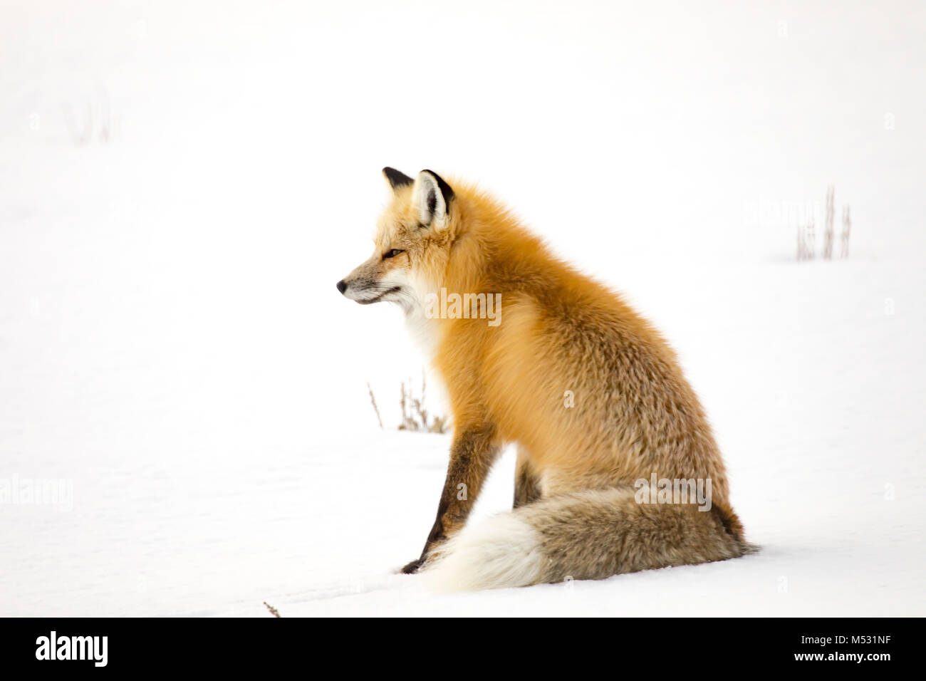 Red fox snow hi-res stock photography and images - Alamy