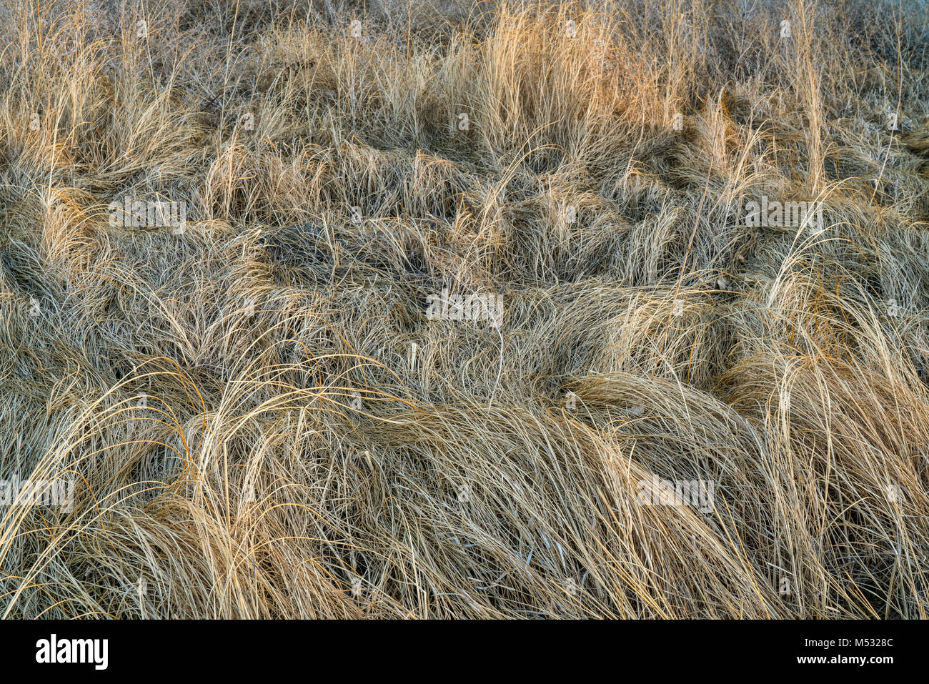 background of dry tall grass and weeds Stock Photo - Alamy