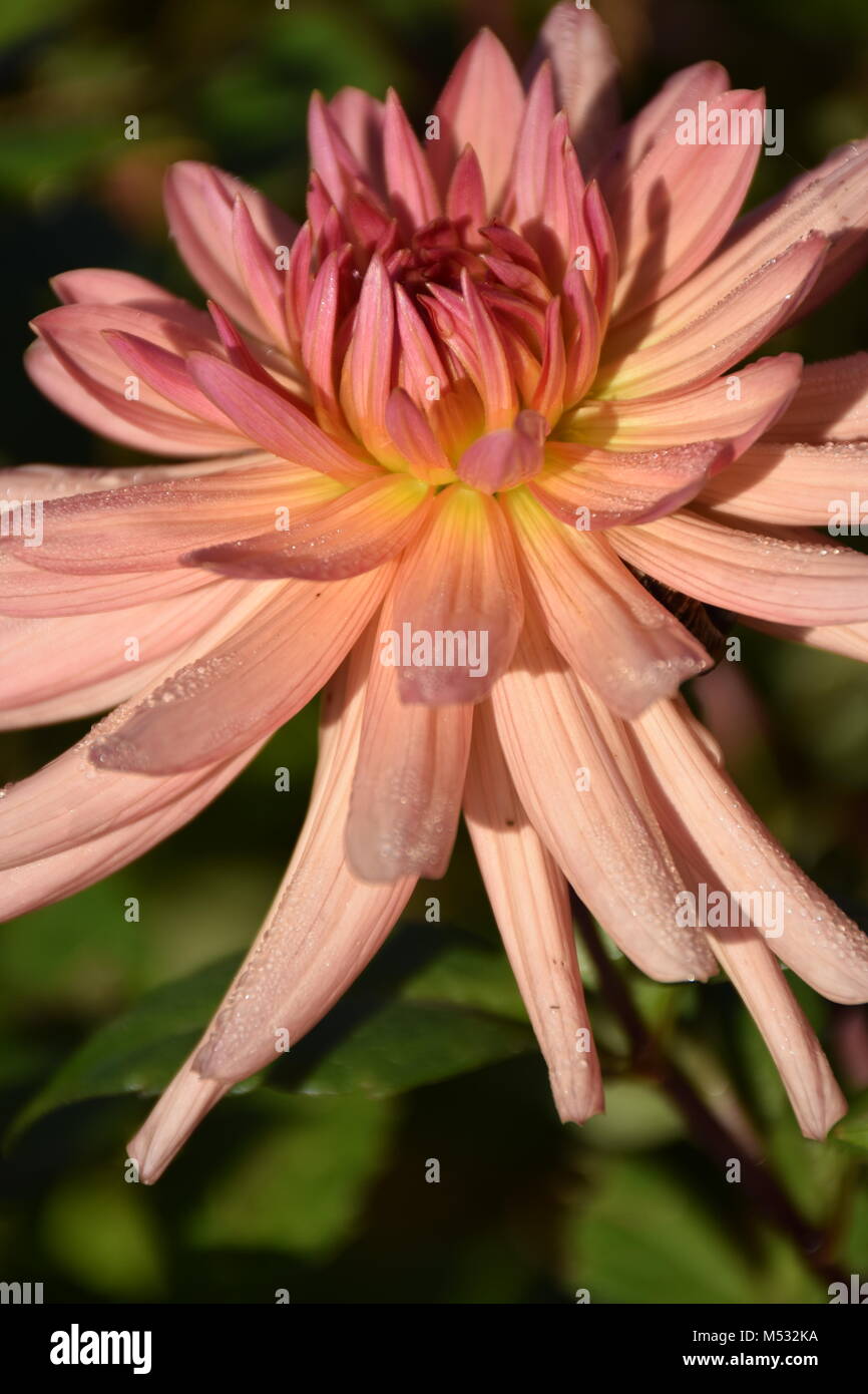 Beautiful Pink Dahlia (Georgina) Flower in the Garden on a Sunny Day ...
