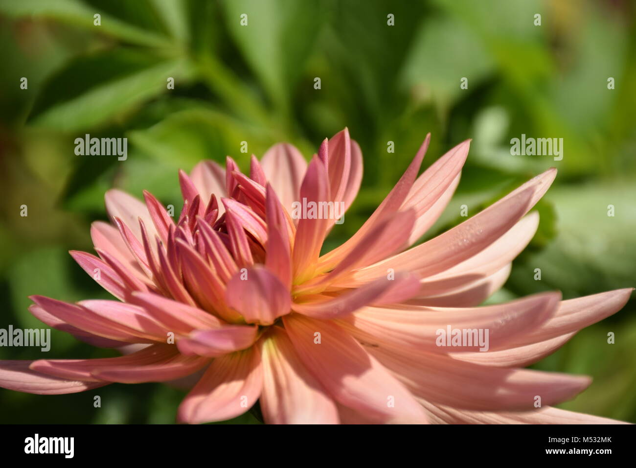 Beautiful Pink Dahlia (Georgina) Flower in the Garden on a Sunny Day ...