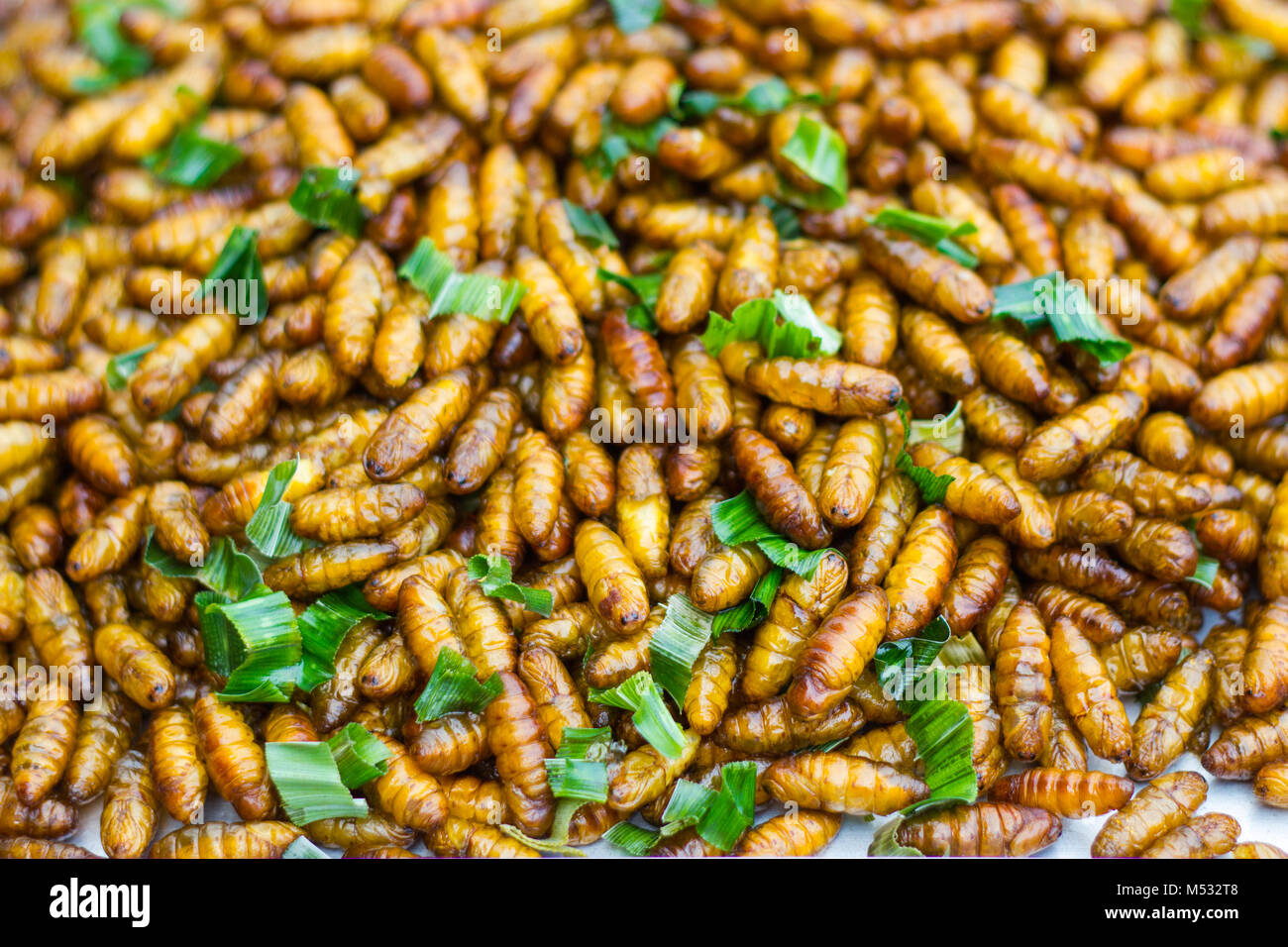 Fried insects.Thai food at the street food market. Available on the ...