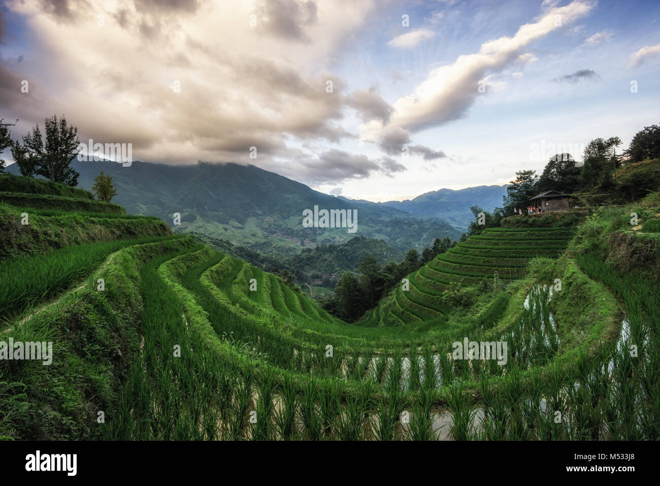 Longi hi-res stock photography and images - Alamy