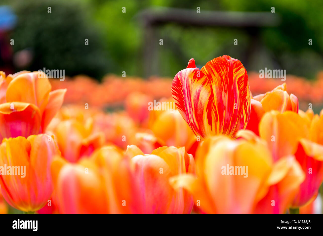 Orange and yellow tulip hi-res stock photography and images - Alamy