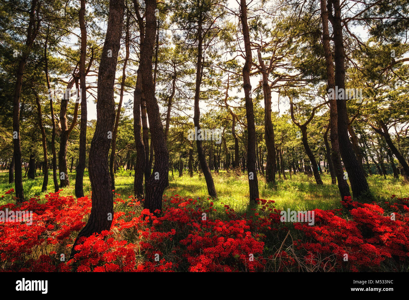 Royal Azalea among pine trees Stock Photo - Alamy
