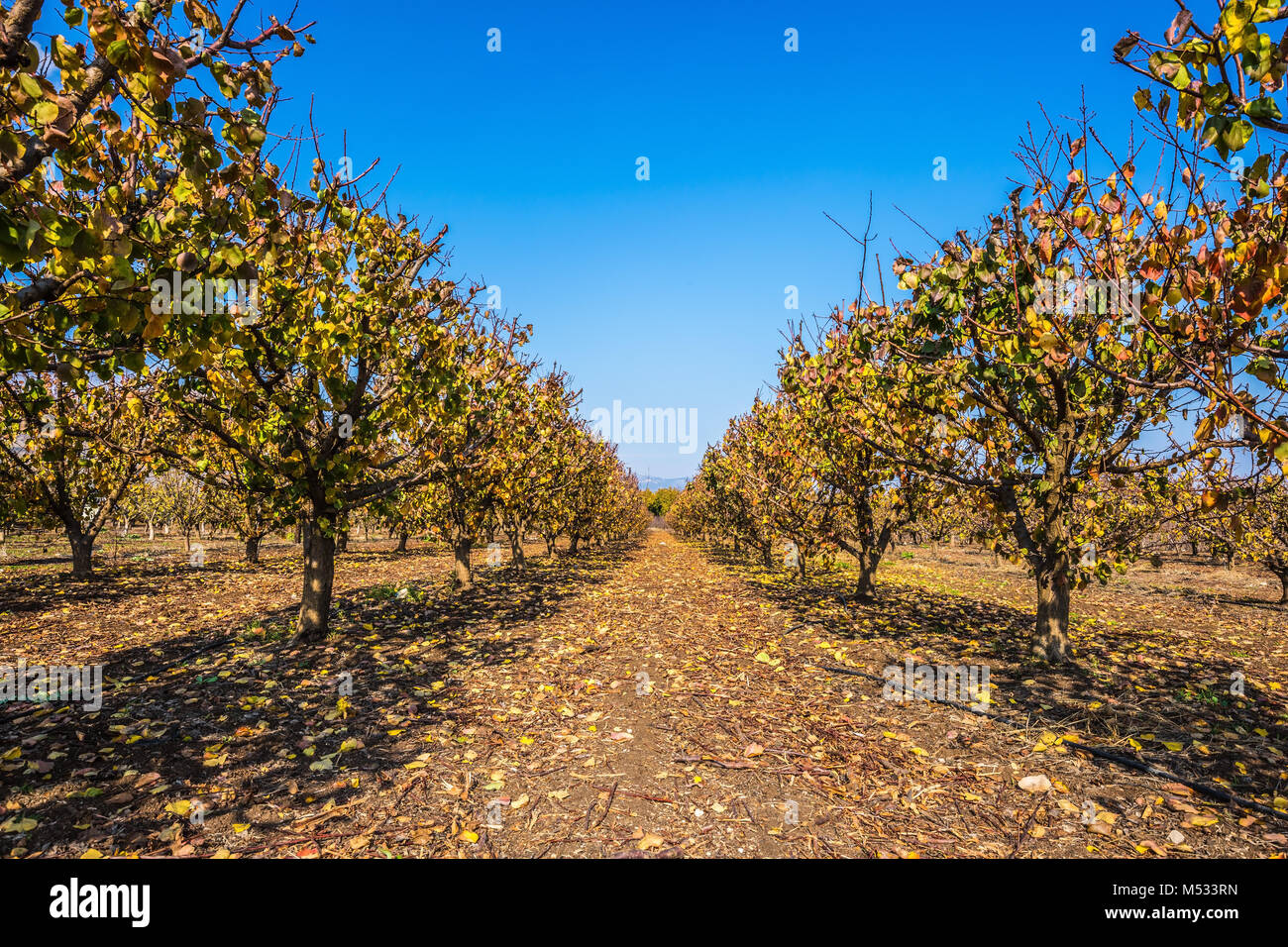 Straight rows of fruit trees Stock Photo - Alamy