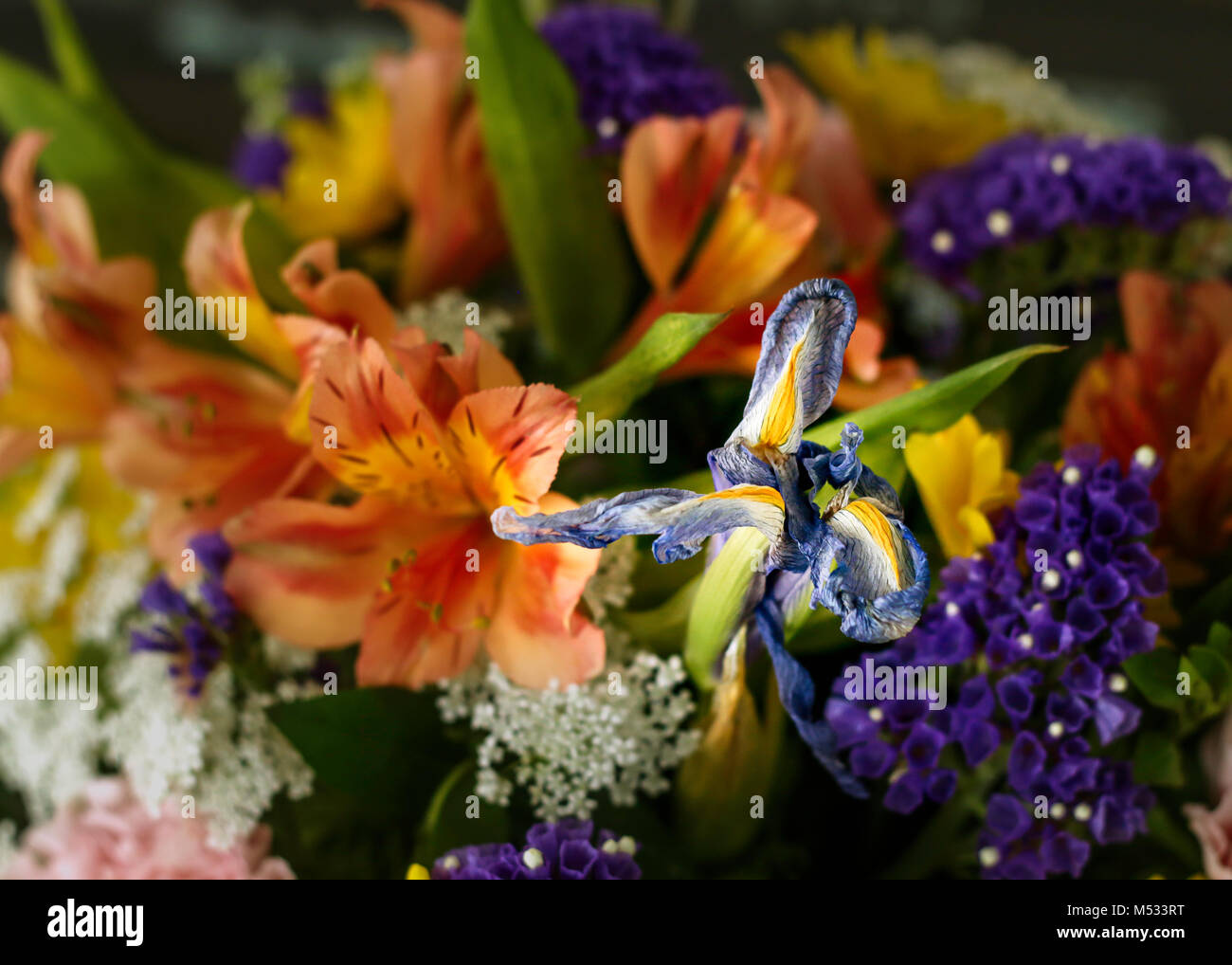 Beautiful variety of colors hi-res stock photography and images - Alamy