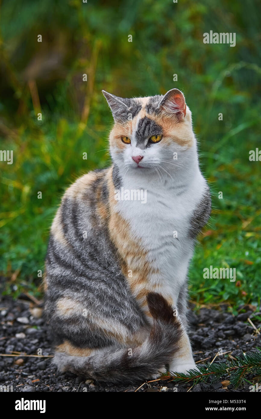 Sitting Domestic Cat Stock Photo - Alamy