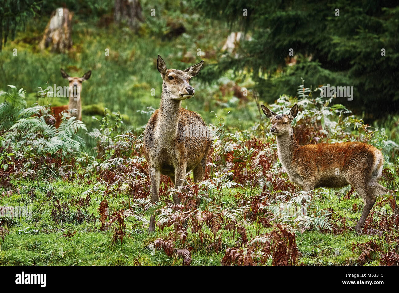 Deers in the Forest Stock Photo - Alamy