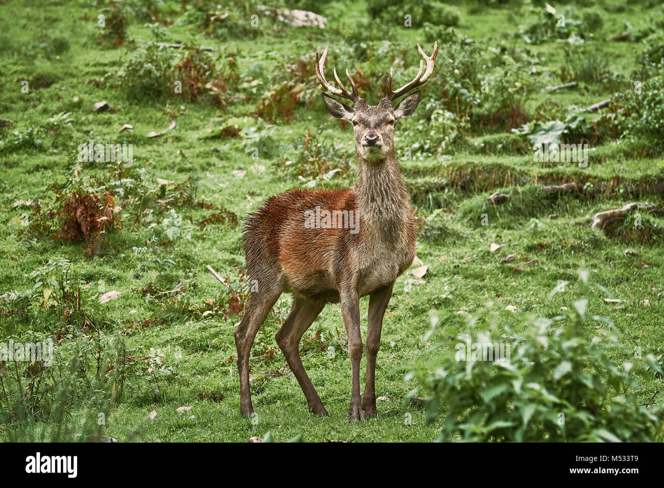 Deer Standing on the Grass Stock Photo - Alamy