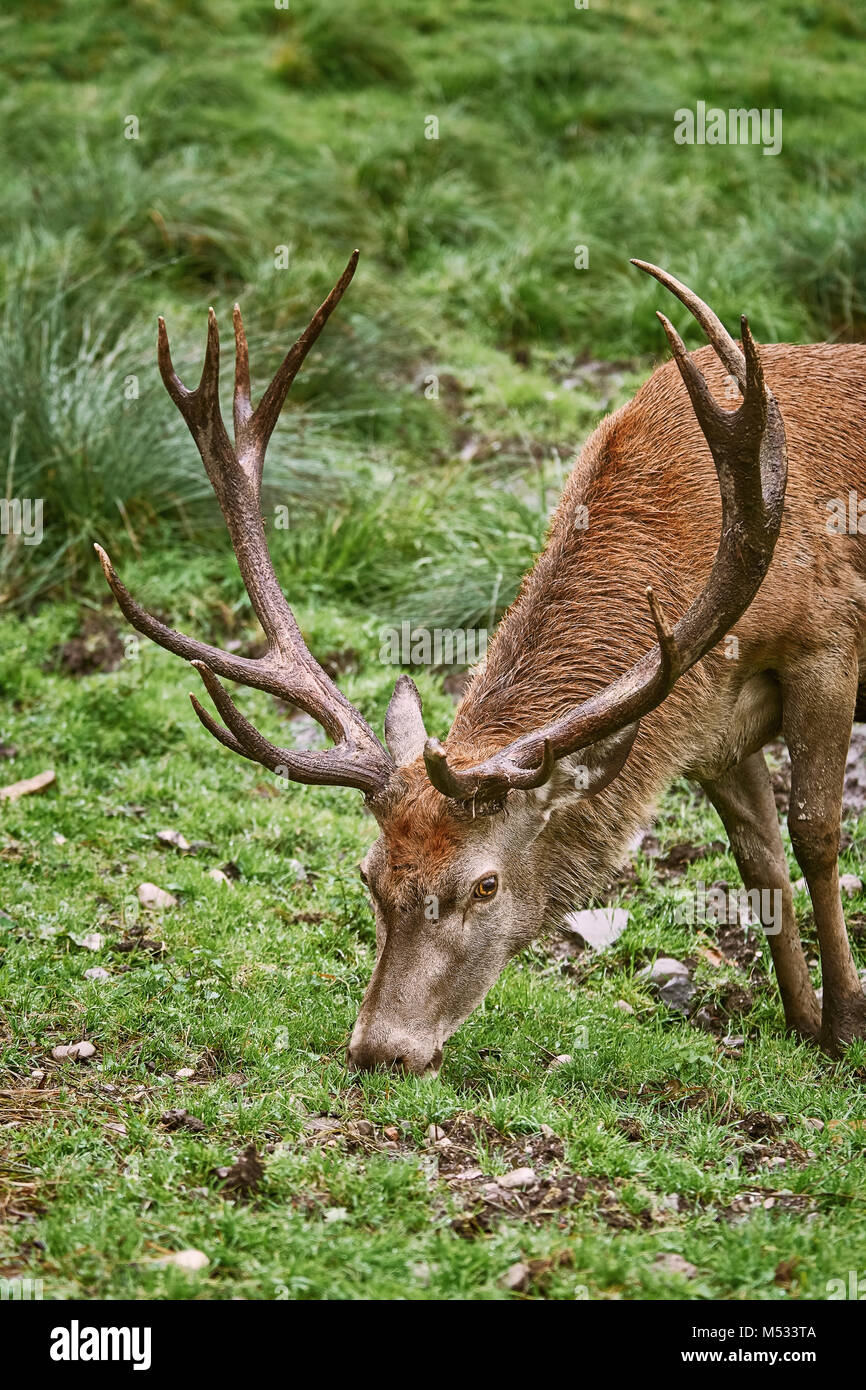 Doe Grazing High Resolution Stock Photography and Images - Alamy