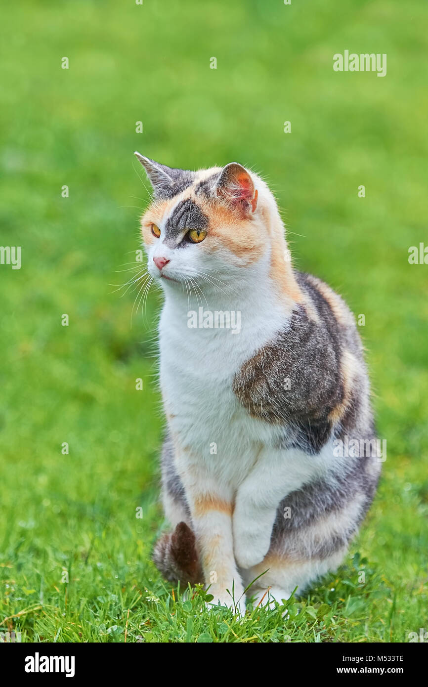 Sitting Domestic Cat Stock Photo - Alamy