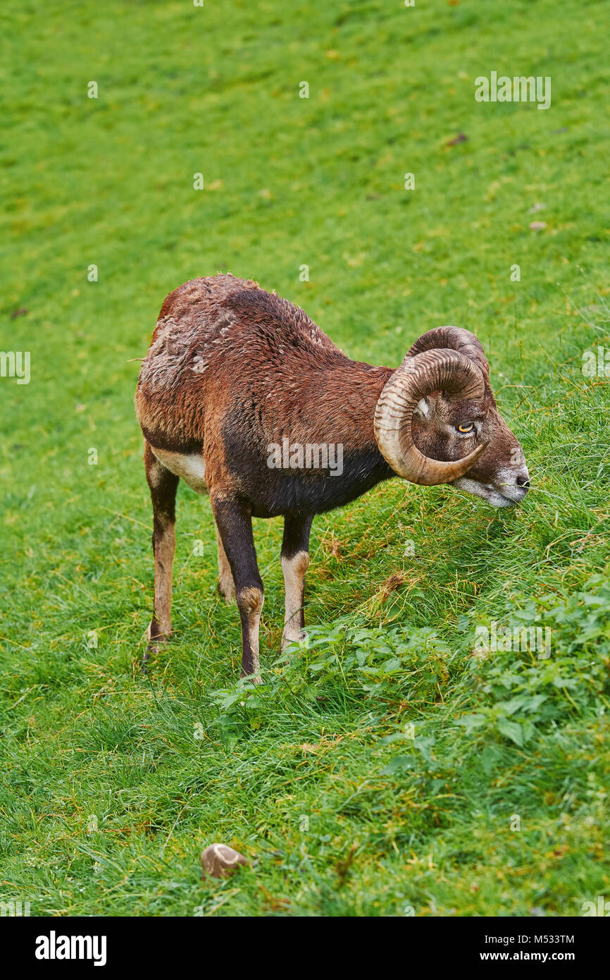 Ram grass hi-res stock photography and images - Alamy