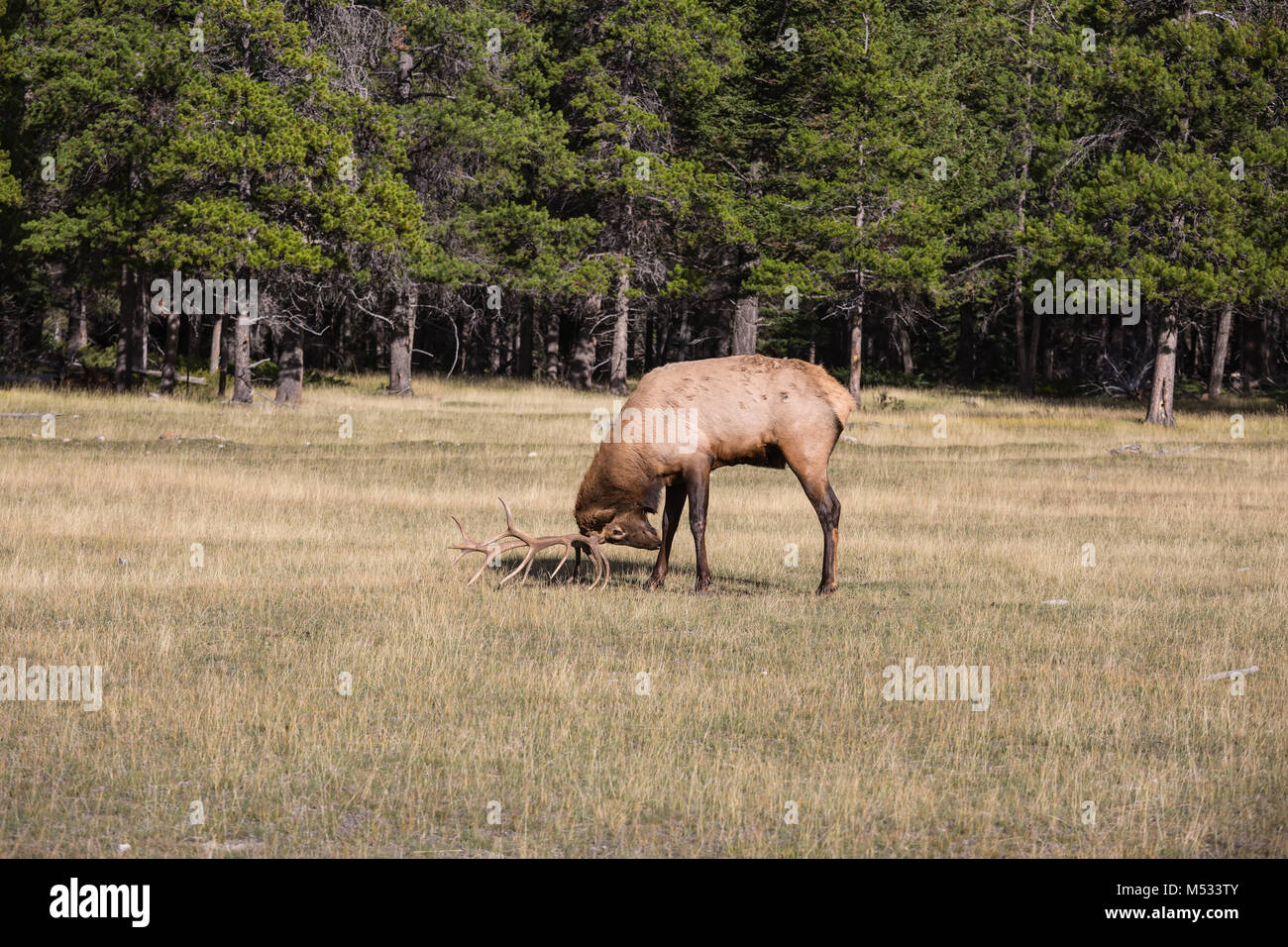Grazed grass hi-res stock photography and images - Alamy