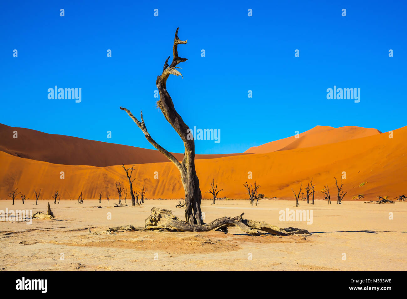Picturesque dry trees Stock Photo - Alamy