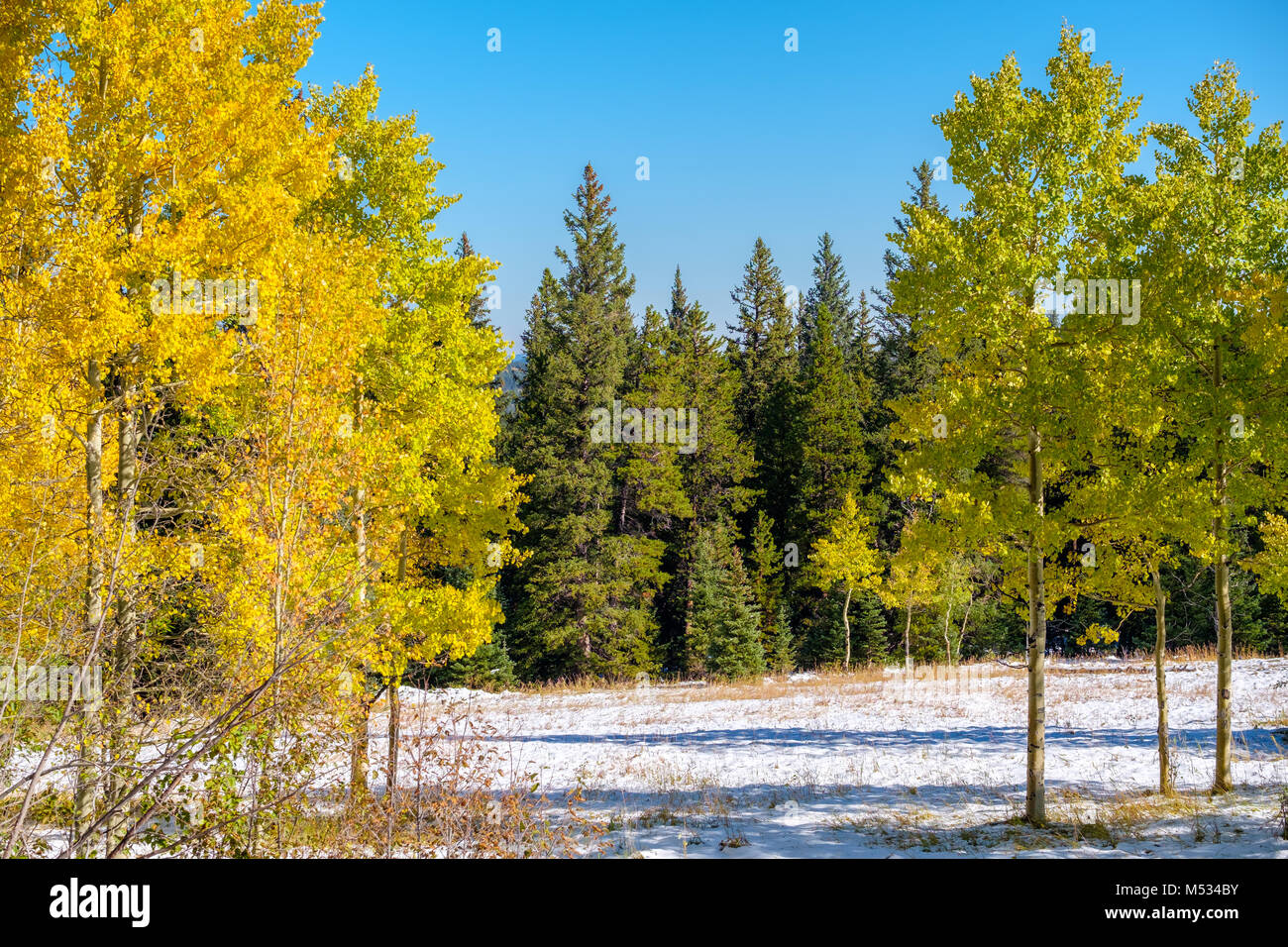 Season changing, first snow and autumn trees Stock Photo - Alamy