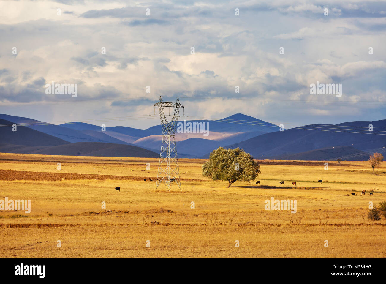 Olive trees turkey hi-res stock photography and images - Alamy