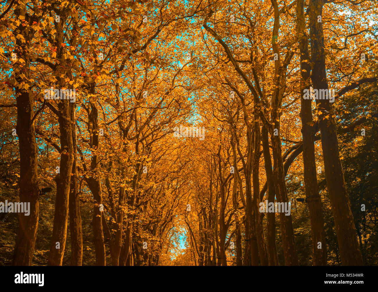 Autunm leaf hi-res stock photography and images - Alamy