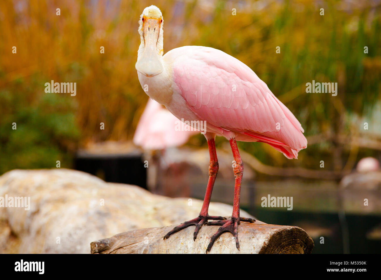 Pink feather bird spoonbill hi-res stock photography and images - Alamy