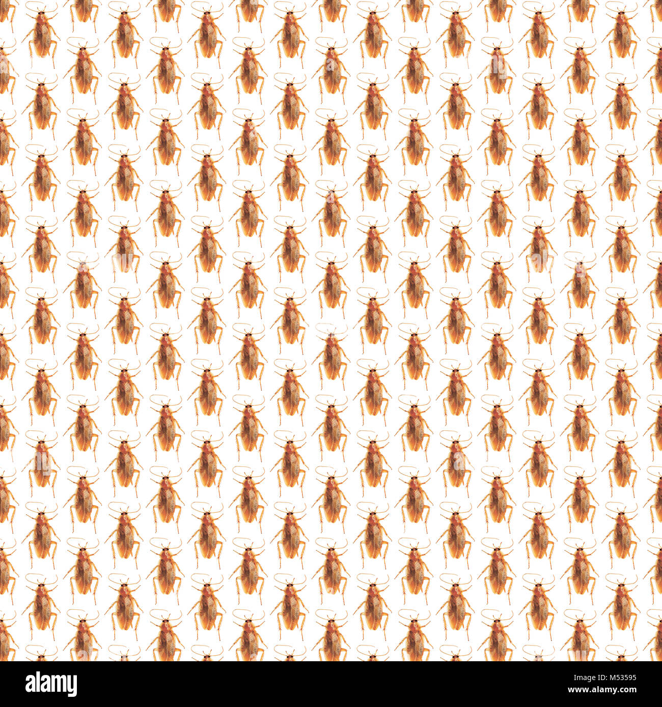 Pattern of Cockroaches on white Background Stock Photo - Alamy