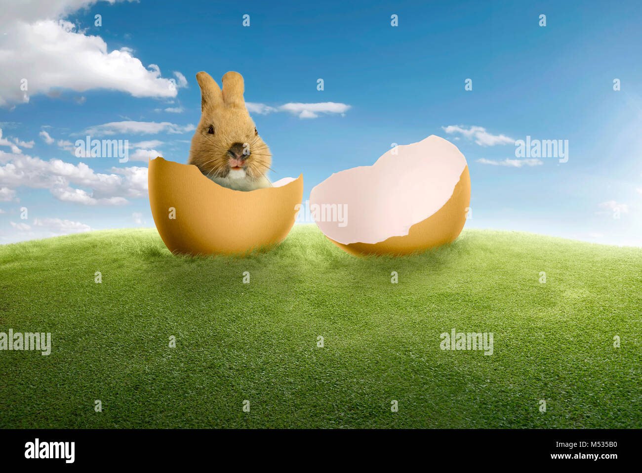 Cracked egg shell with little rabbit on it in green lawn Stock Photo ...