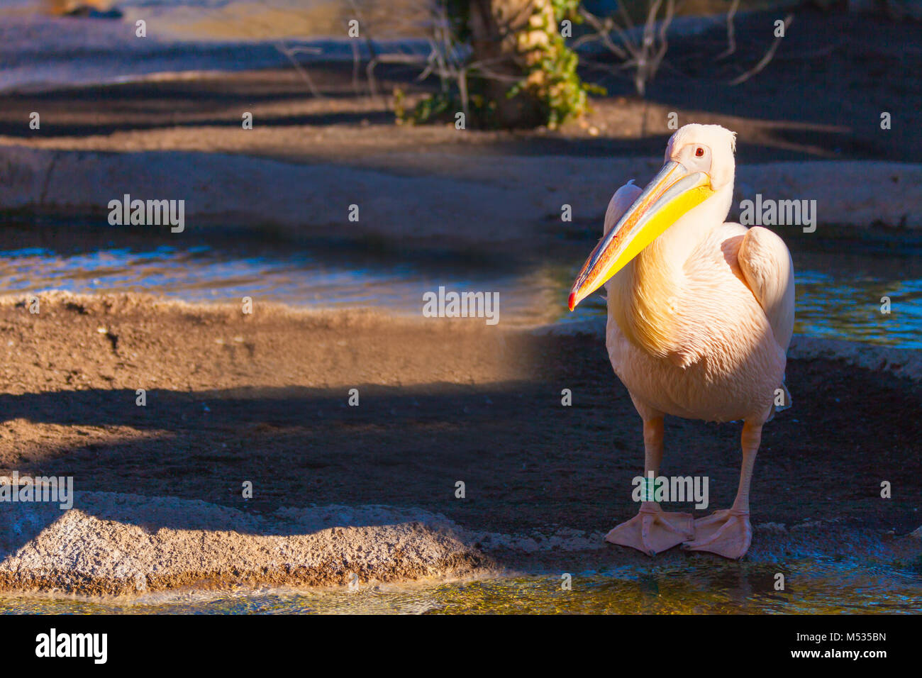 Pink pelican hi-res stock photography and images - Alamy