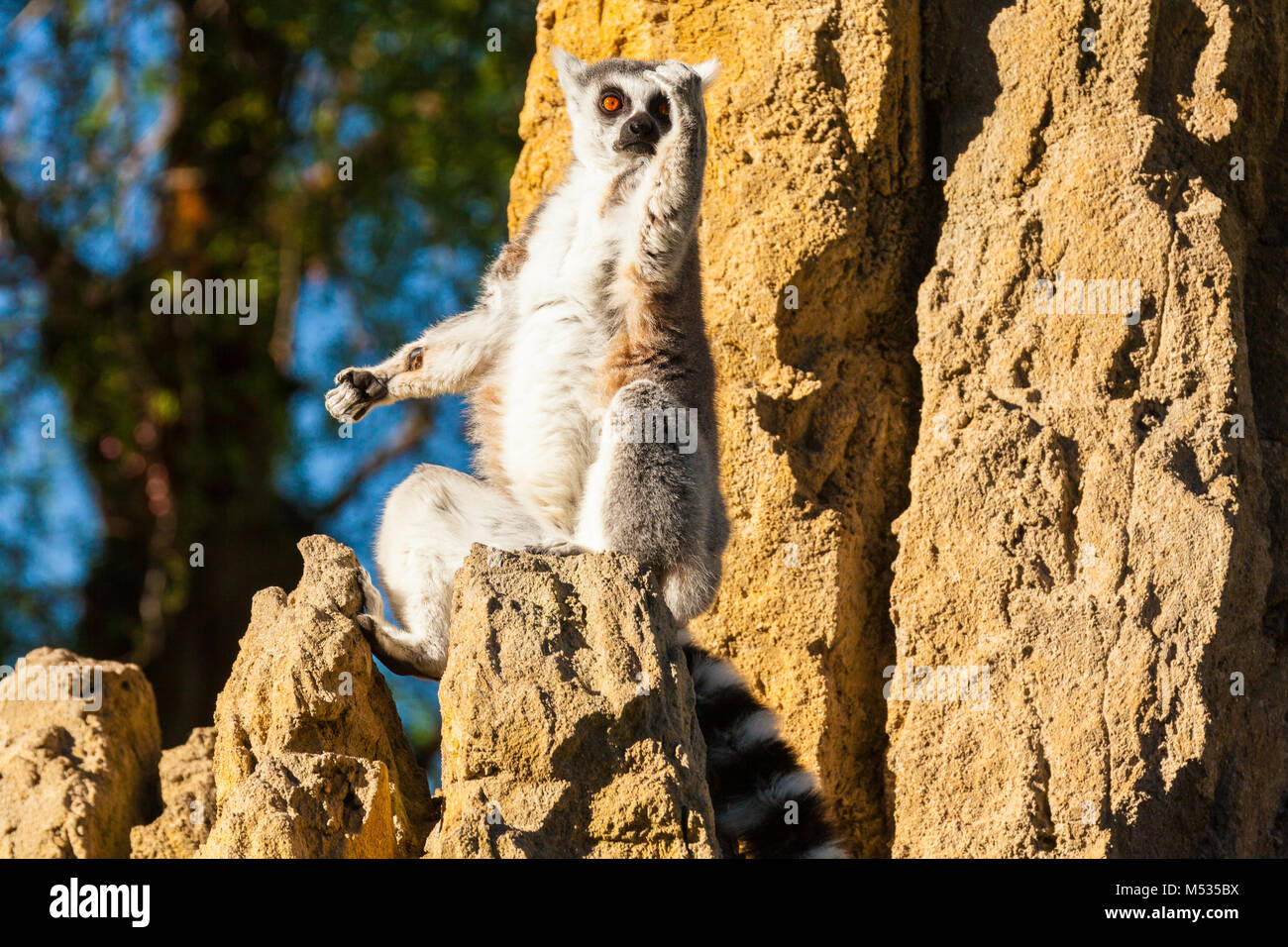 Dancing lemur hi-res stock photography and images - Alamy