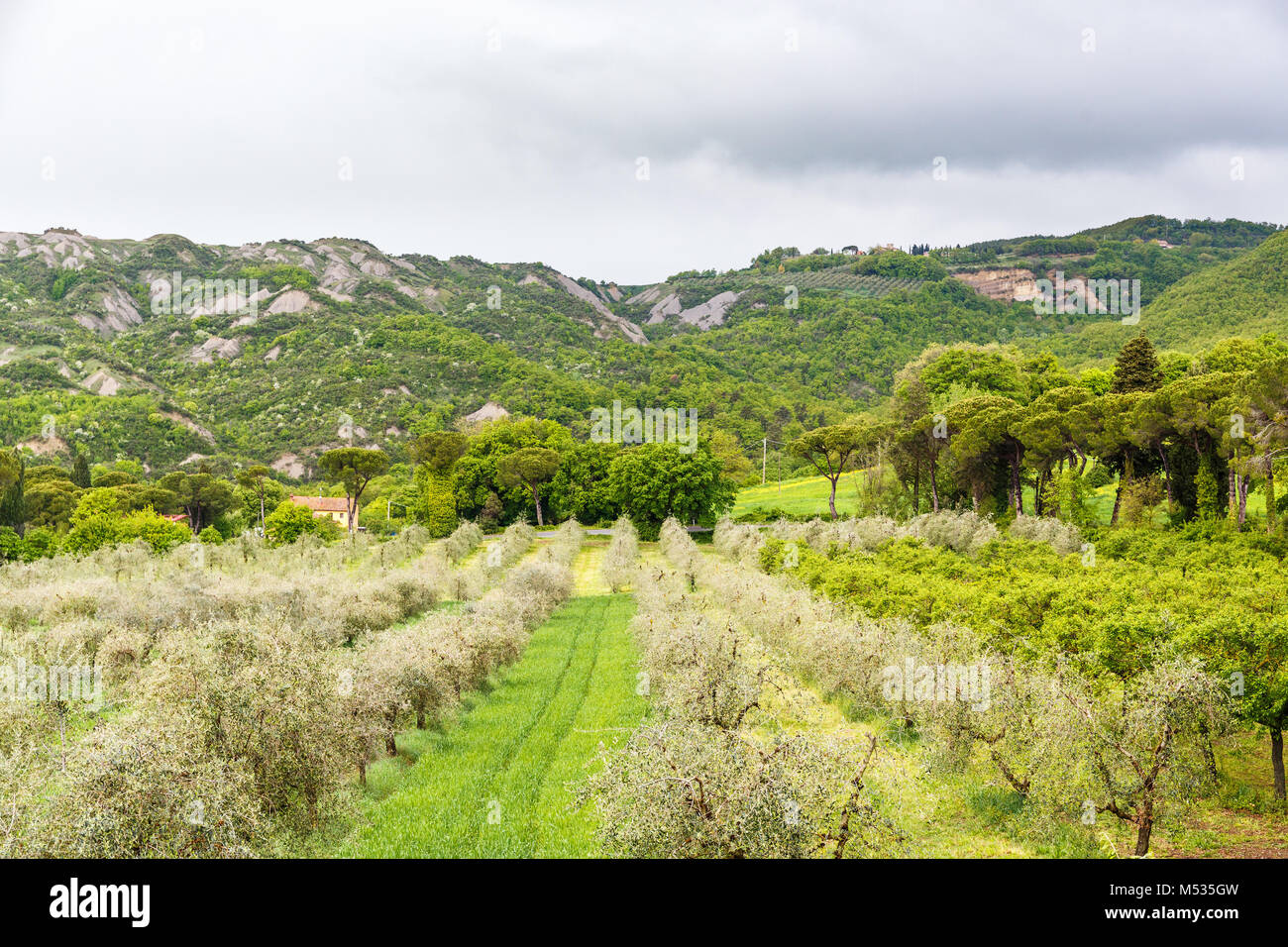 Olive cultivation in a valley Stock Photo - Alamy