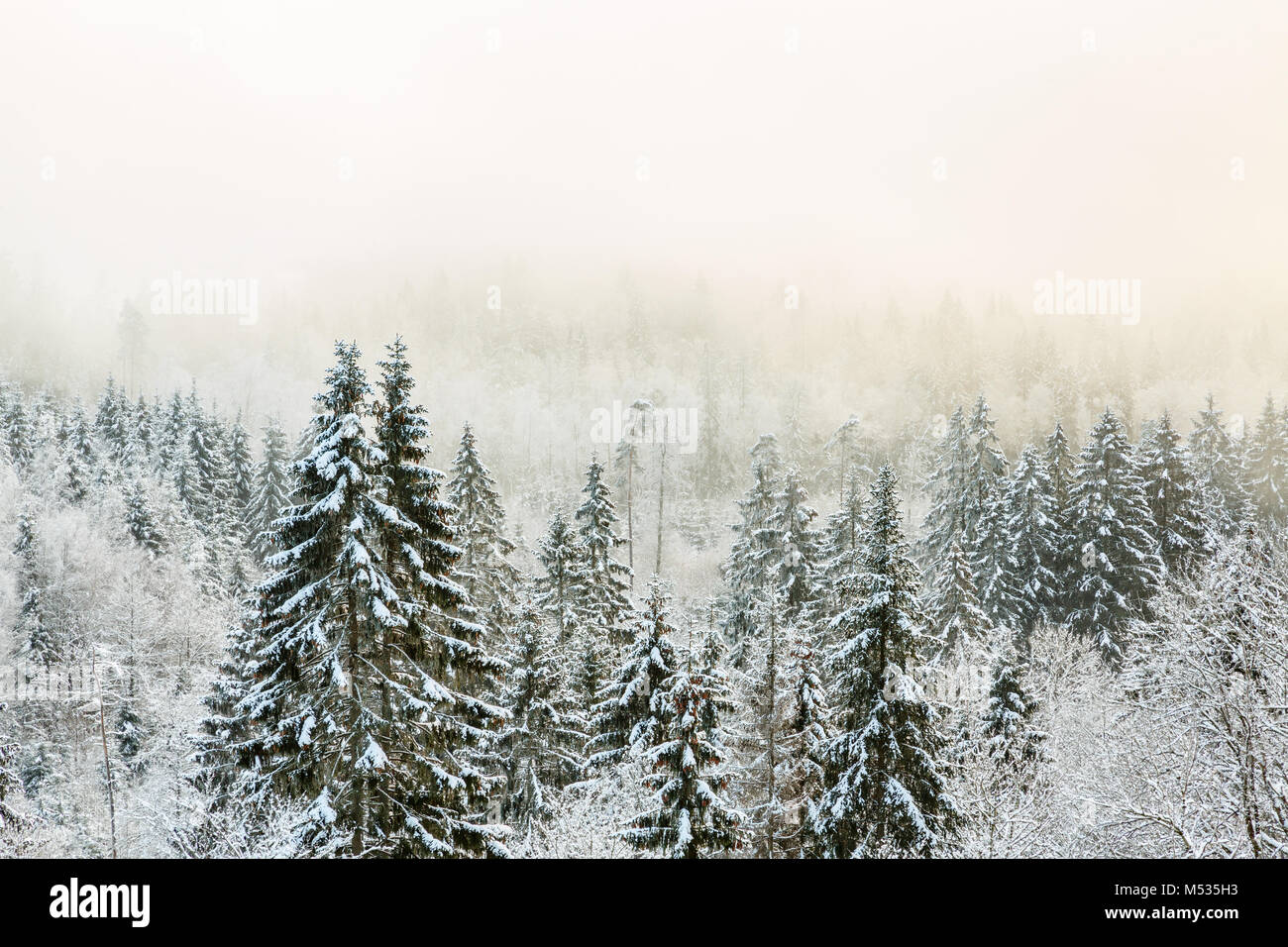 View of a forest with cold fog in winter Stock Photo - Alamy
