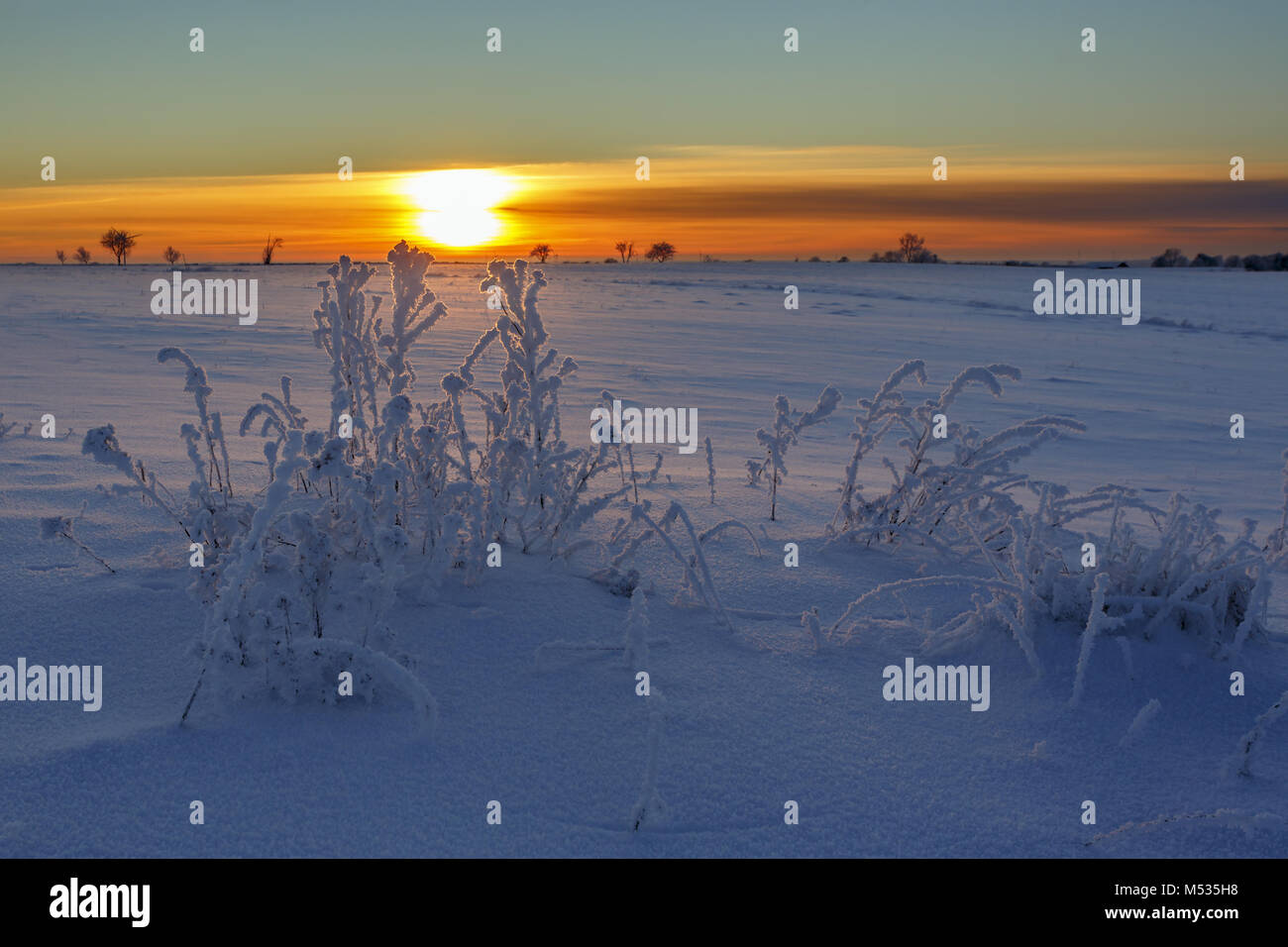 Snow on plants hi-res stock photography and images - Alamy