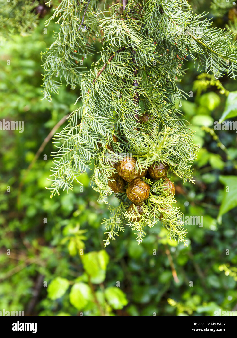 Cypress cone hi-res stock photography and images - Alamy