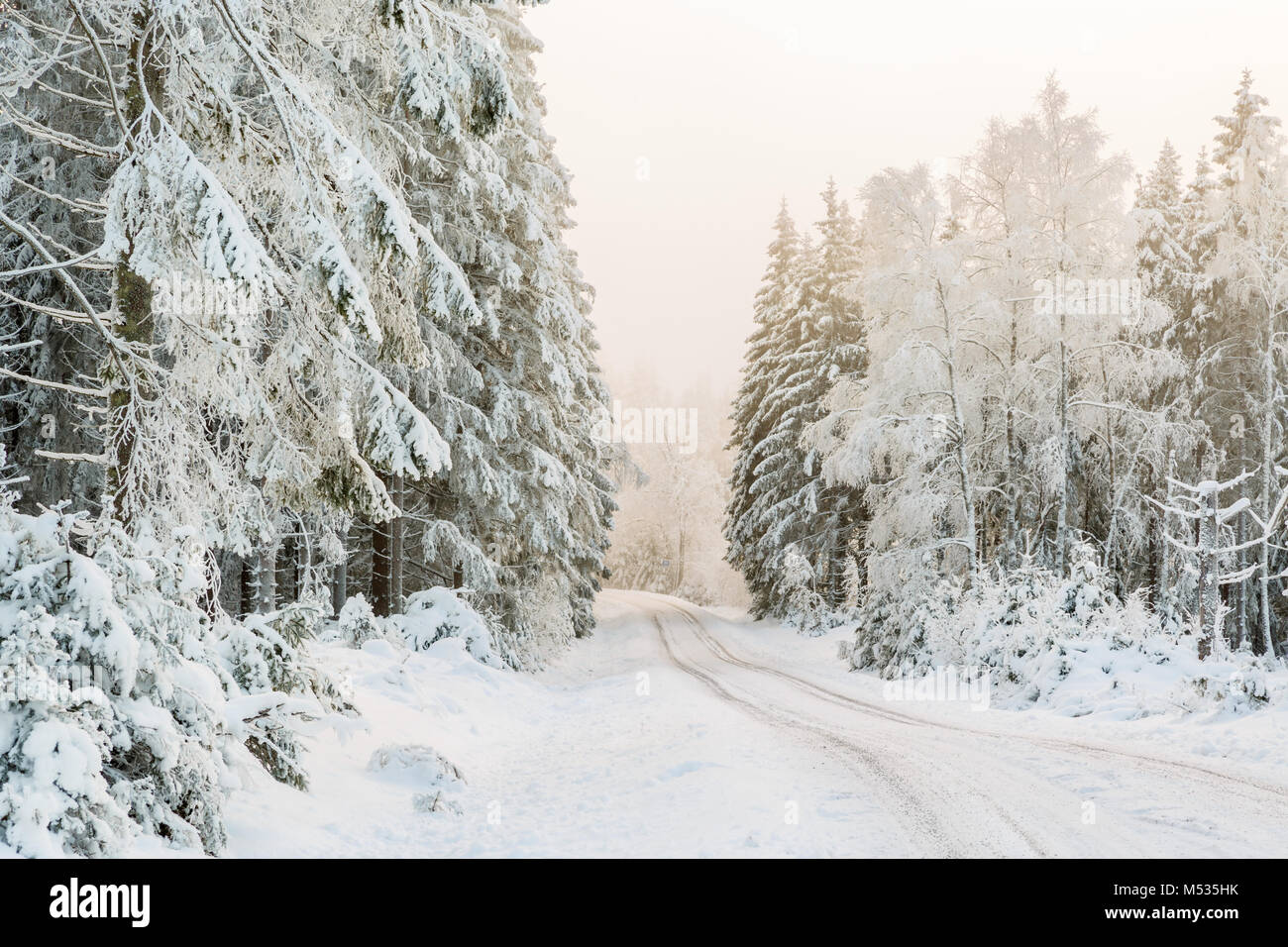 Forest road in a winter forest Stock Photo - Alamy