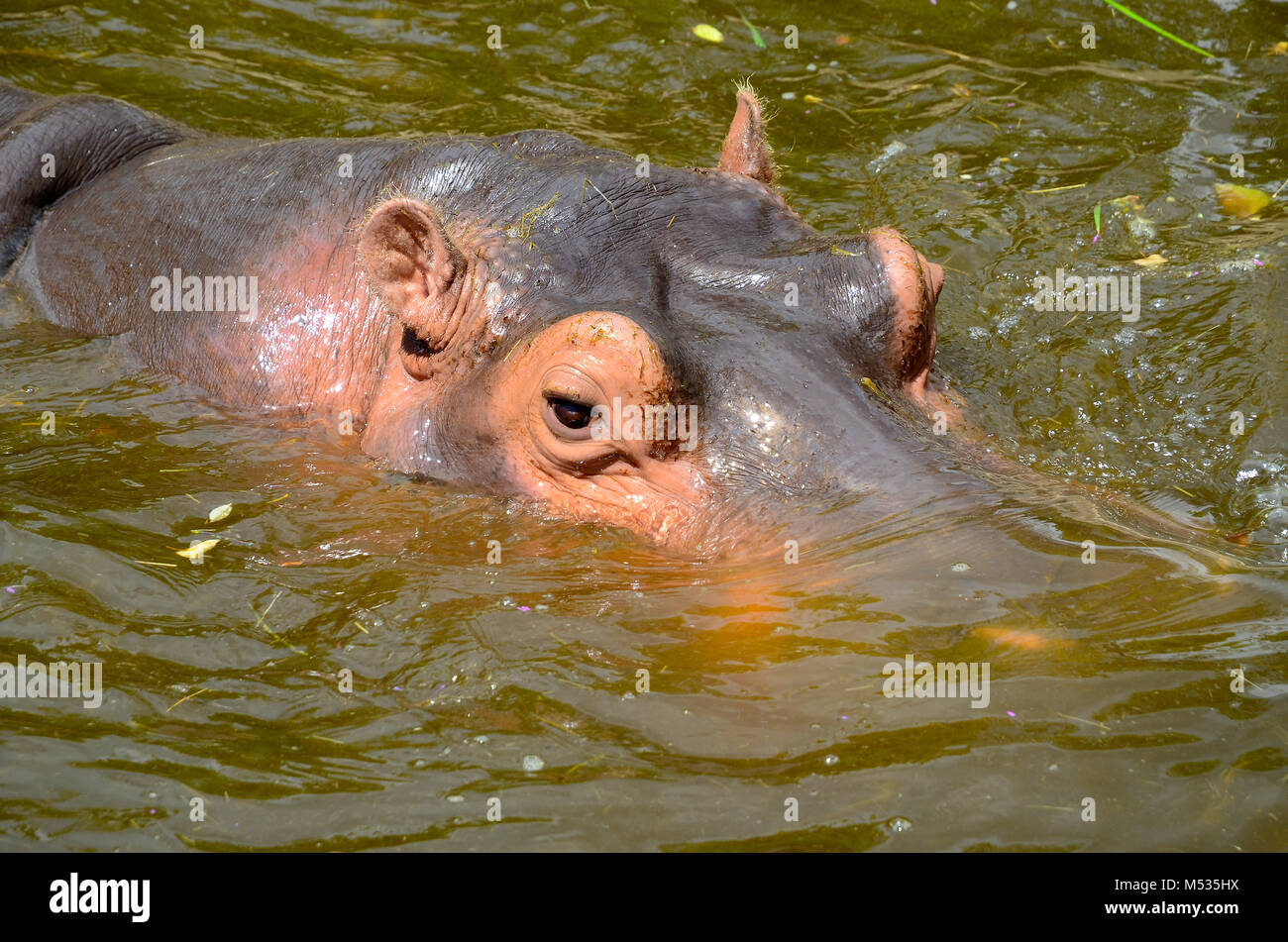 Hippo eye hi-res stock photography and images - Alamy