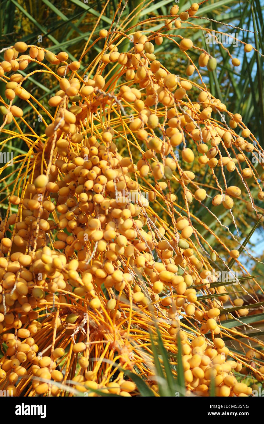 Palm tree with date fruit hi-res stock photography and images - Alamy