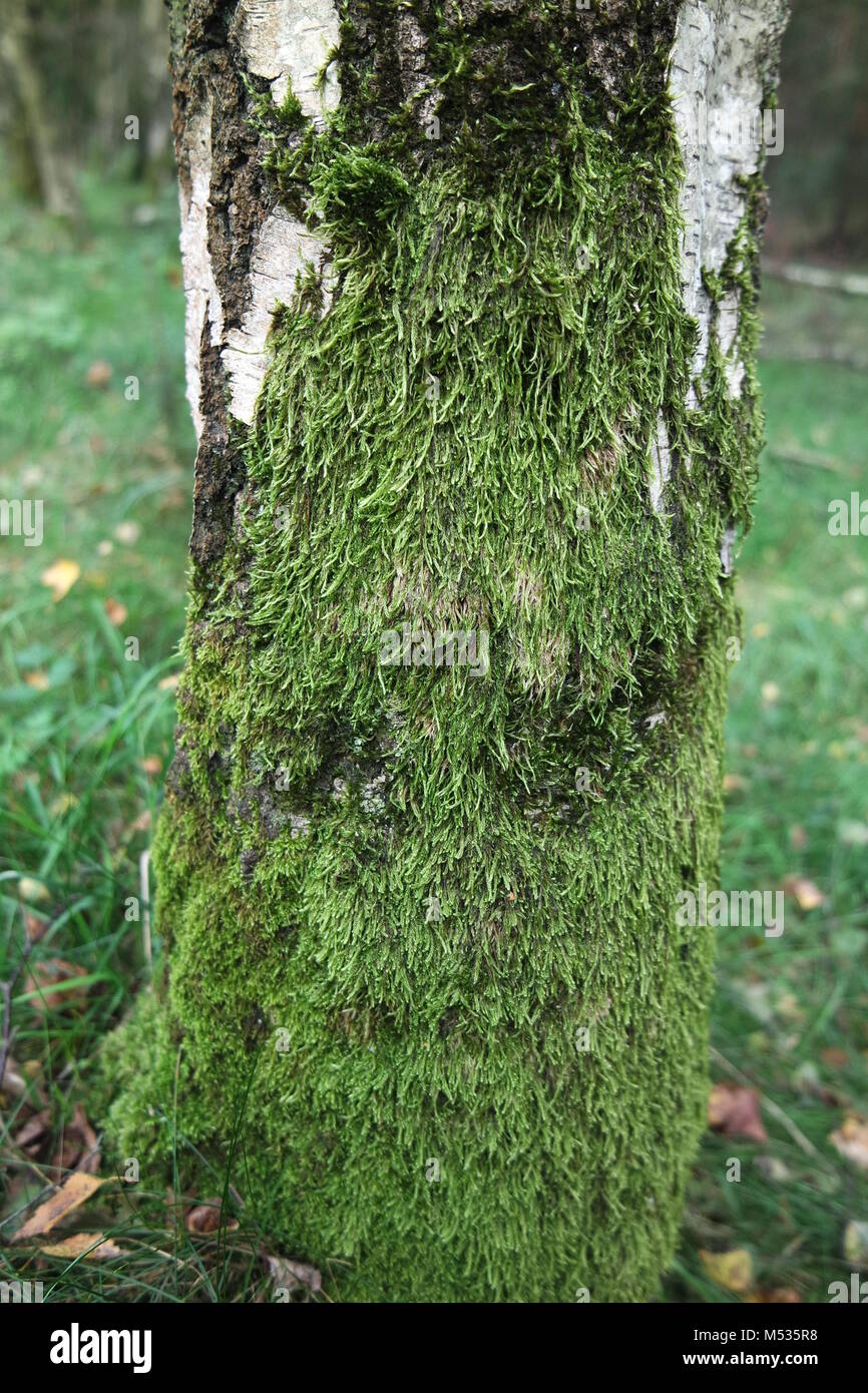 Birch trunk with moss Stock Photo - Alamy