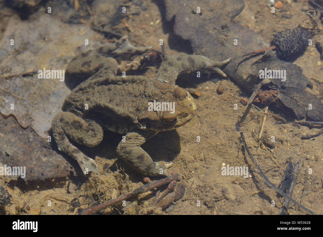 Toad mating season hi-res stock photography and images - Alamy