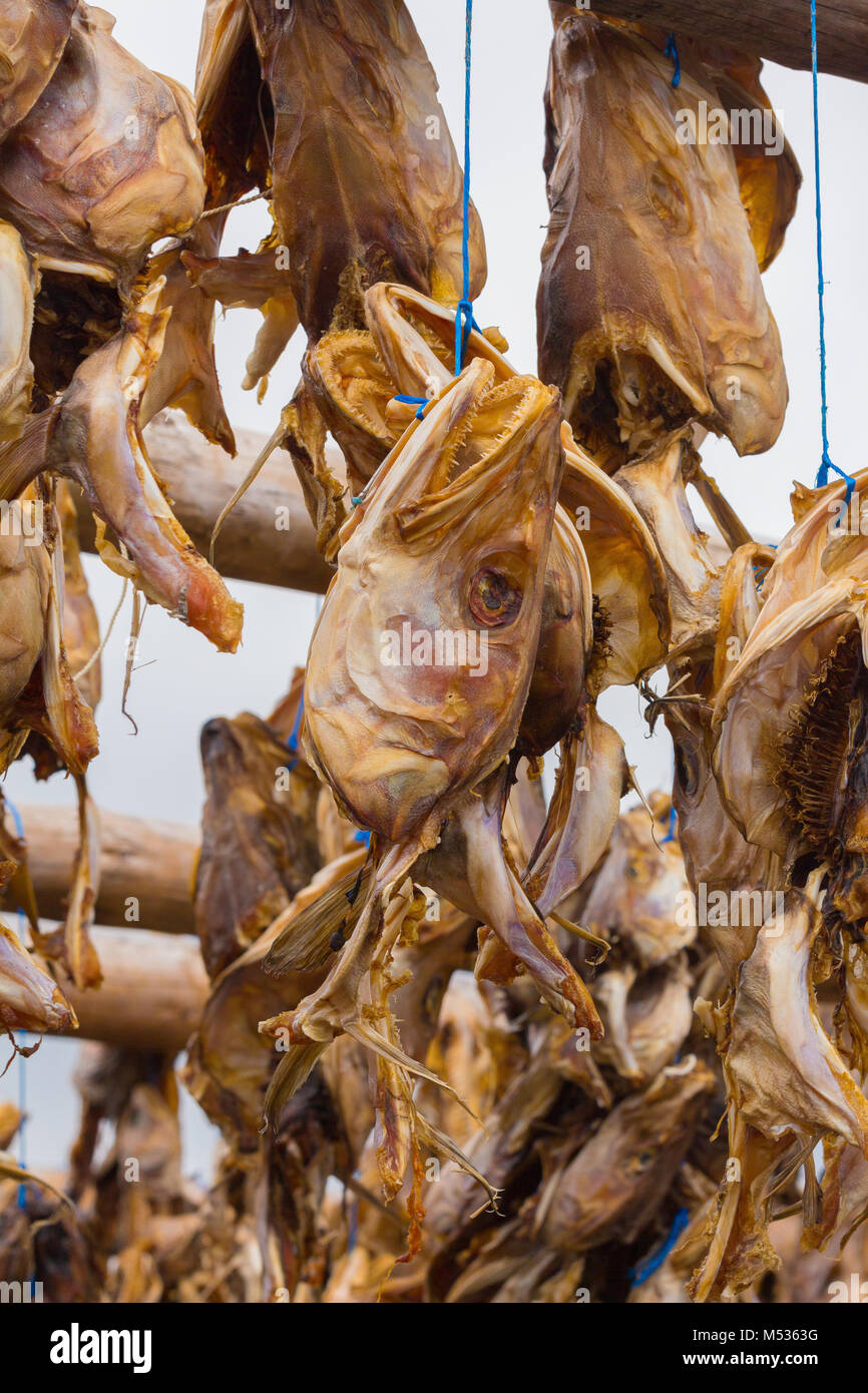 stockfish hanging for drying Stock Photo - Alamy