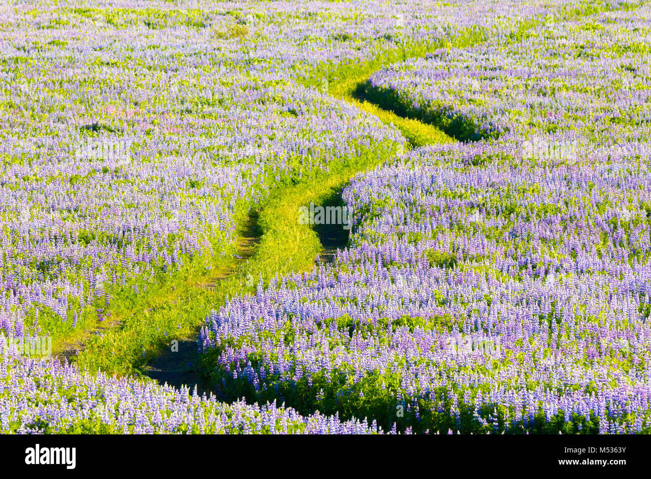 icelandic flowers Lupinus nootkatensis Stock Photo - Alamy