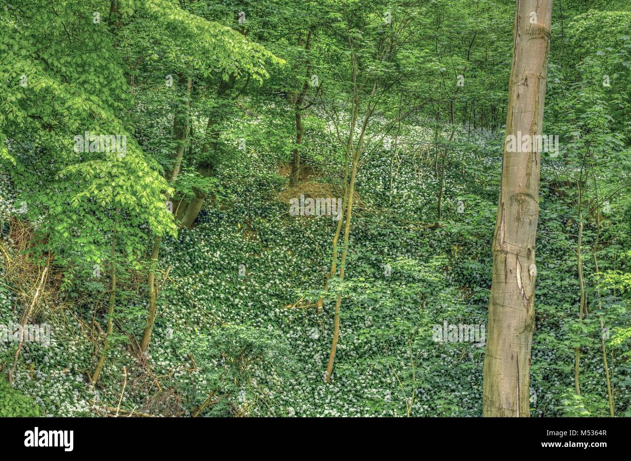 Germany: Forest In Lower Saxony Stock Photo - Alamy