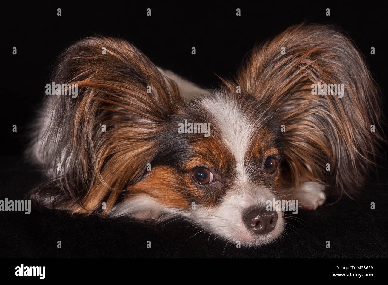 Beautiful young male dog Continental Toy Spaniel Papillon on black ...