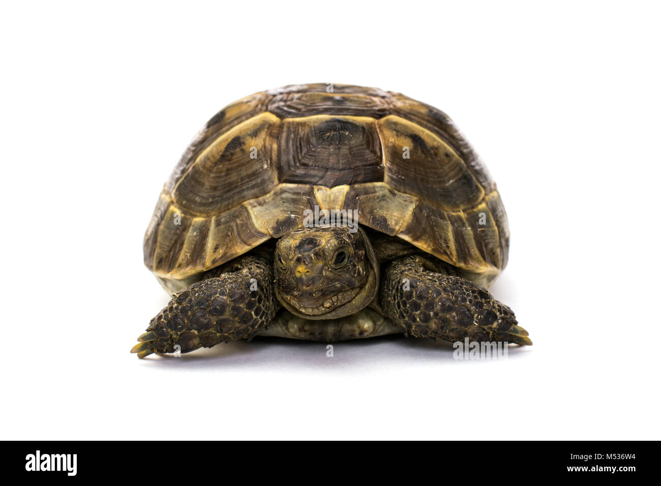 Turtle on a white background Stock Photo - Alamy