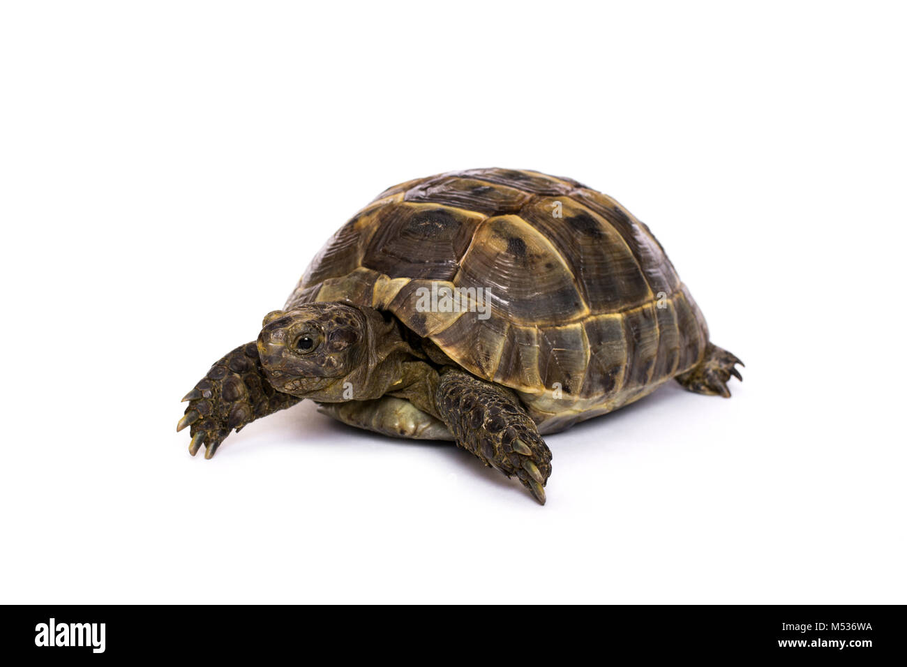 Turtle on a white background Stock Photo - Alamy