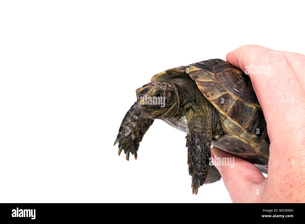 Turtle in hand on a white background Stock Photo - Alamy