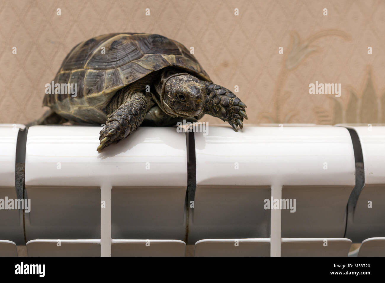 Domestic turtle is heated on radiator Stock Photo - Alamy