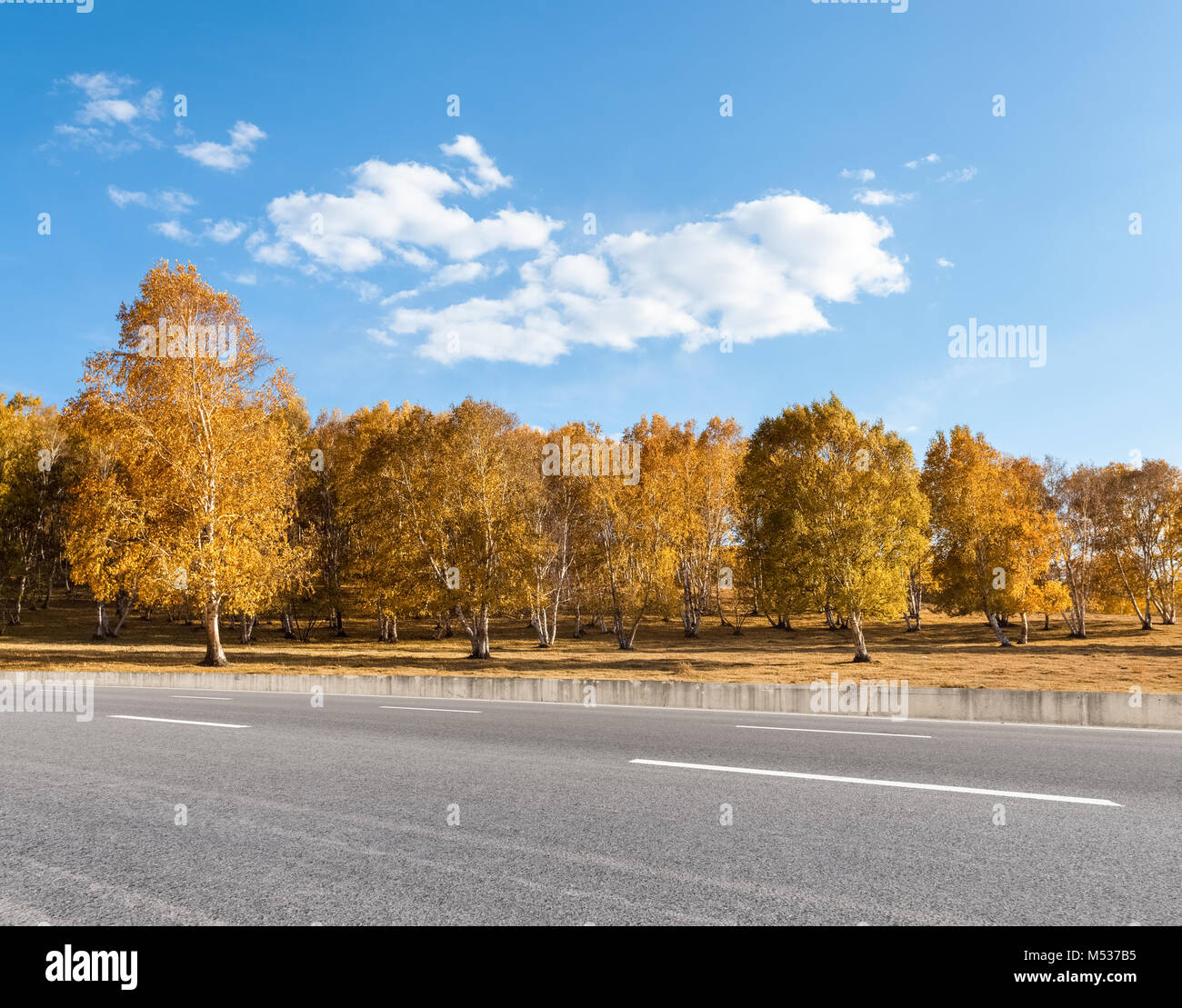 Birch forest hi-res stock photography and images - Alamy