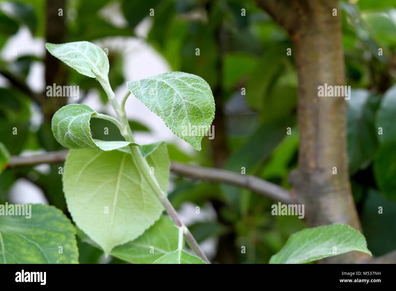 Close-up of green fruit tree leaves in summer Stock Photo - Alamy