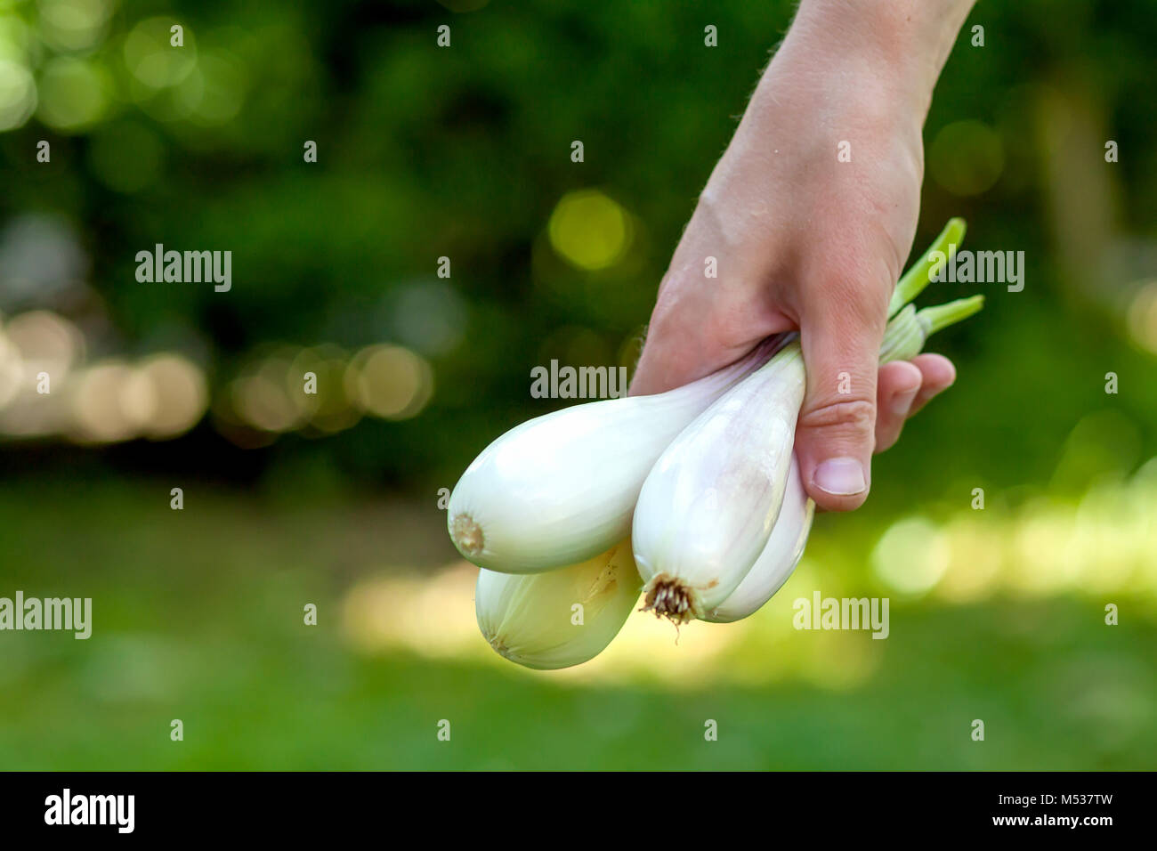 Woman hand holding white onions outdoors close up Stock Photo - Alamy