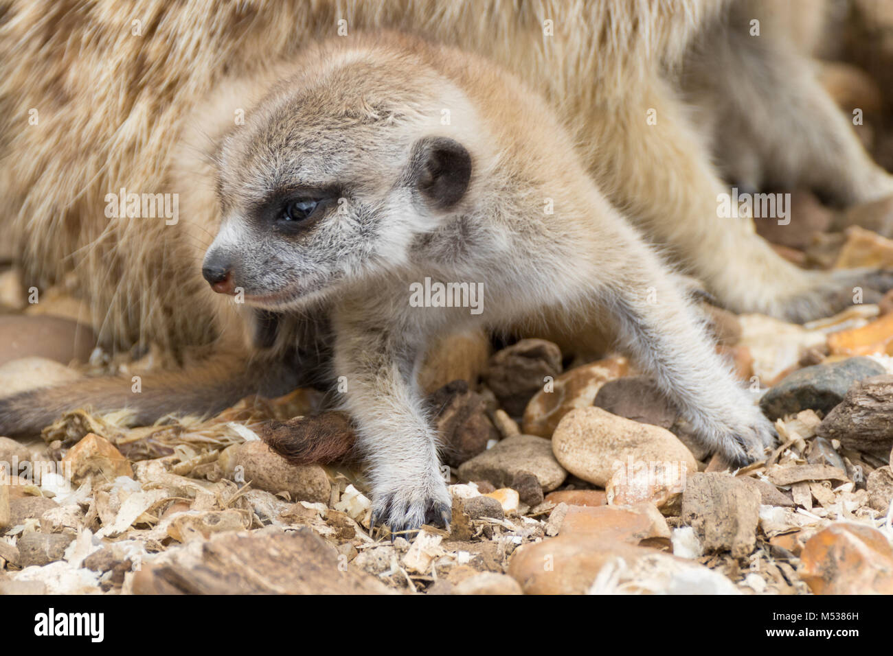 Meerkat Cub portrait Stock Photo - Alamy