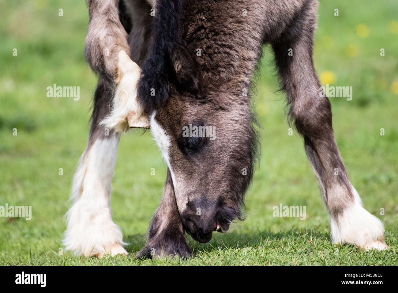 Young foal scratching its head Stock Photo - Alamy